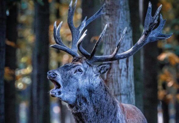 Voyage chasse | Sejour chasse tout compris