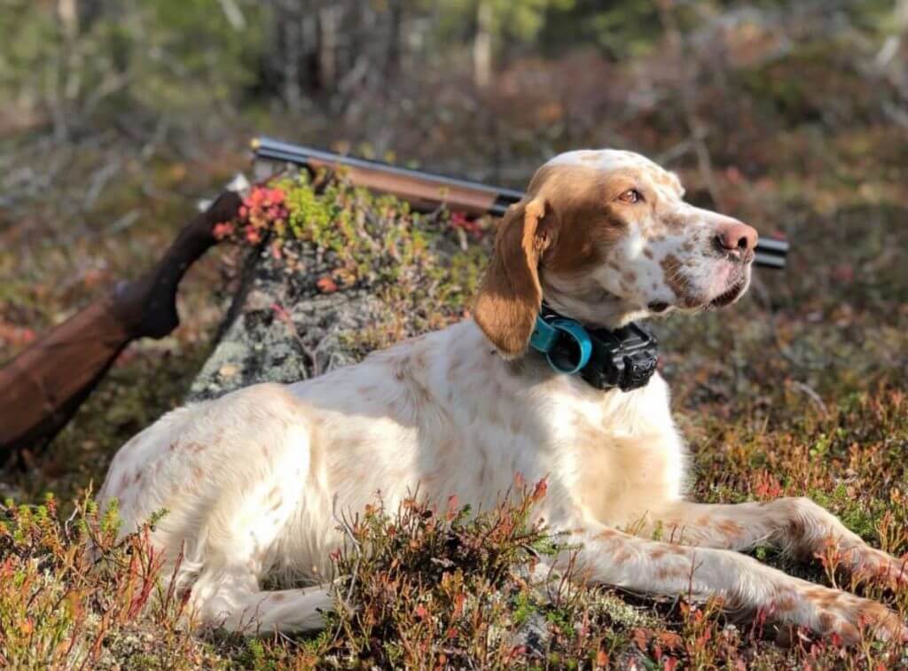 La chasse a la becasse en Ecosse | Chasse à la journée en Ecosse