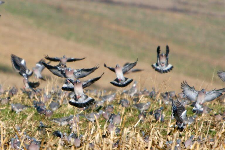 Chasse à la palombe en Sologne | Chasse au pigeon ramier en Sologne