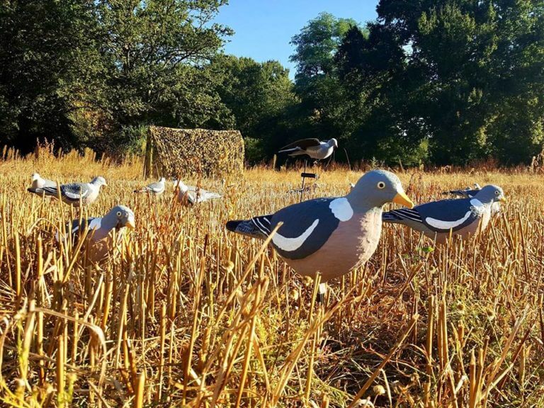 Chasse à la palombe en Sologne | Chasse au pigeon ramier en Sologne