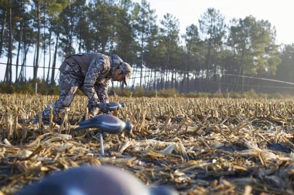 Chasse à la palombe en Sologne | Chasse au pigeon ramier en Sologne