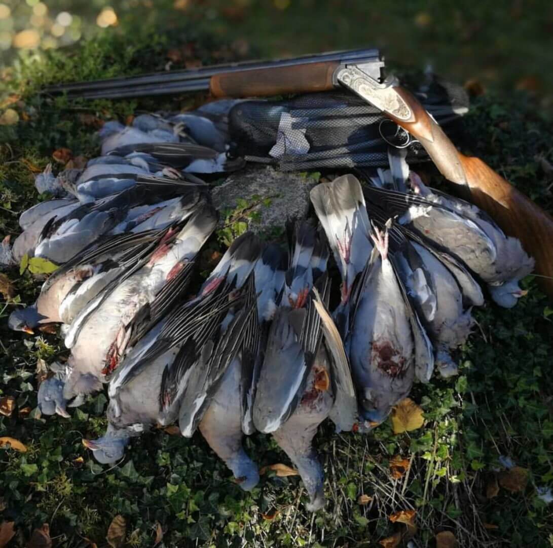 Chasse à la palombe en Sologne | Chasse au pigeon ramier en Sologne