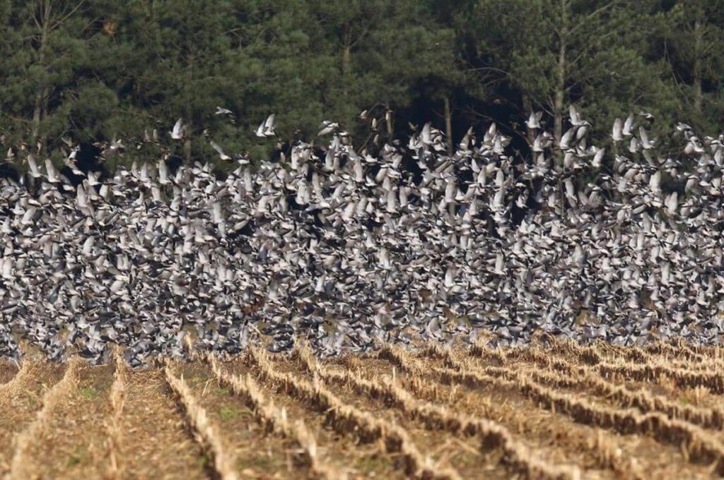 Chasse à la palombe en Sologne | Chasse au pigeon ramier en Sologne